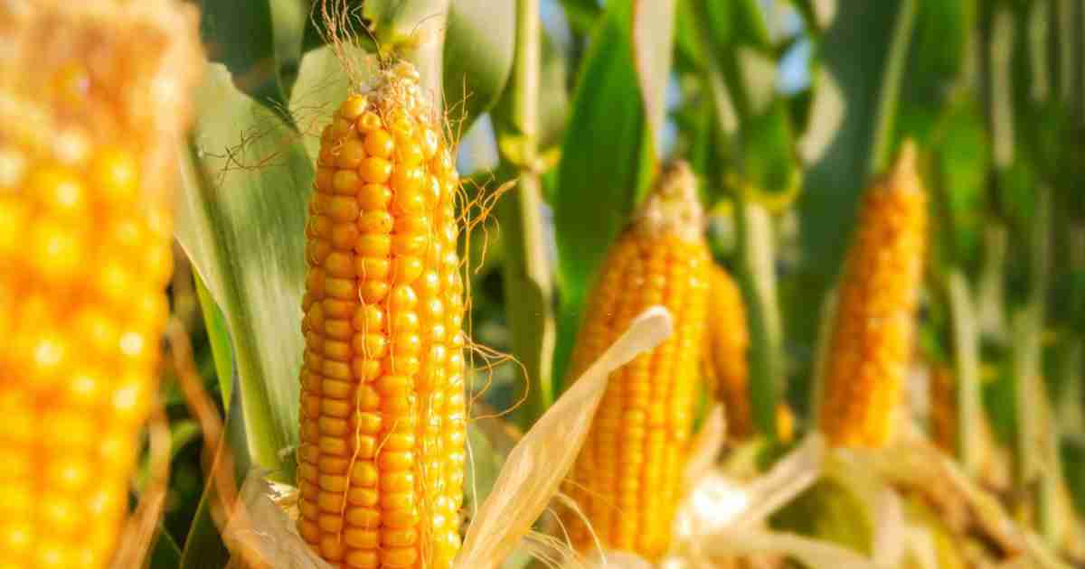 Monsoon Crops in Gujarat - AgriBee Seeds Pvt Ltd